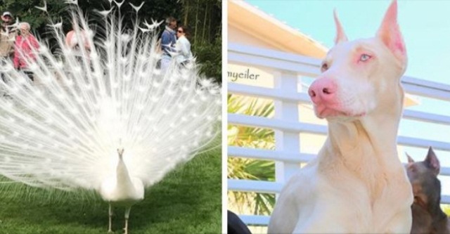 Estos animales albinos son un verdadero capricho de la naturaleza