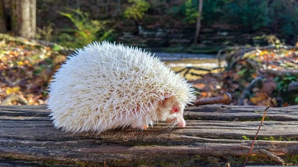Estos animales albinos son un verdadero capricho de la naturaleza